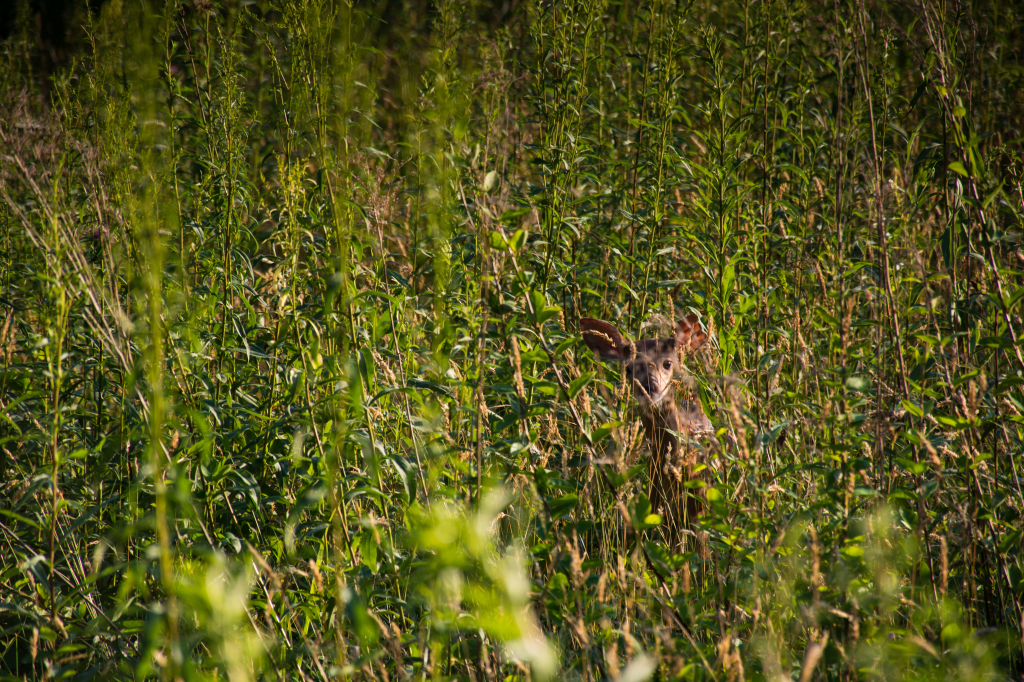 Our Story | Save The Valley